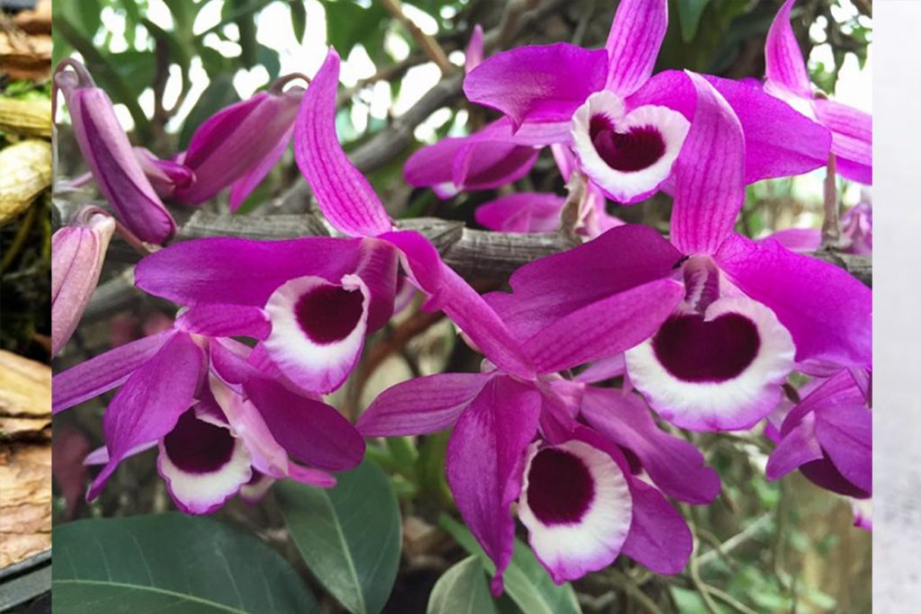 Hoa phong lan dễ chăm sóc cho người mới bắt đầu