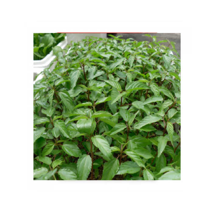 Hạt giống Rau đay đỏ II Ban Công Xanh