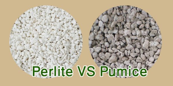 Cách phân biệt đá Perlite và Pumice trồng cây
