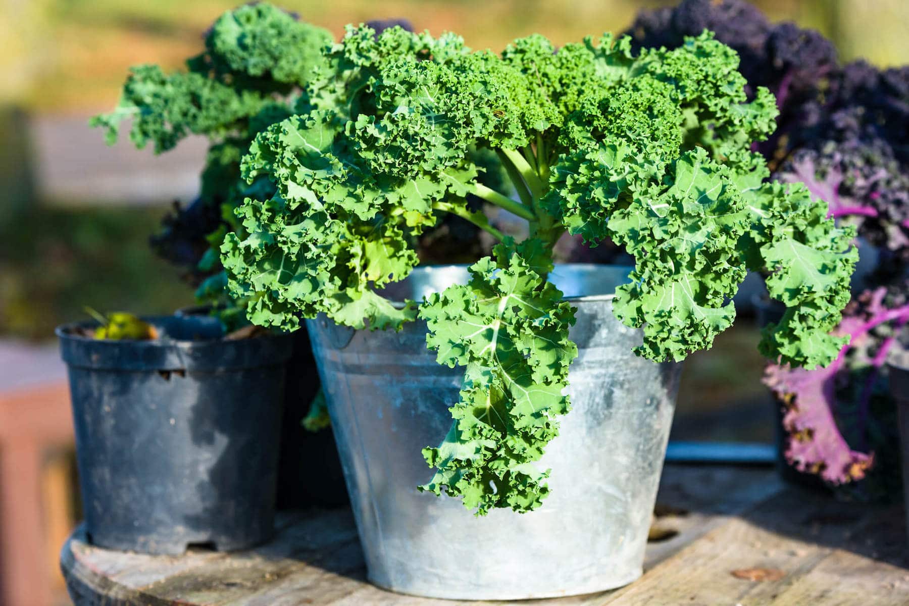 Trồng cải xoăn Kale trên sân thượng – Loại rau xu hướng của chị em nội trợ