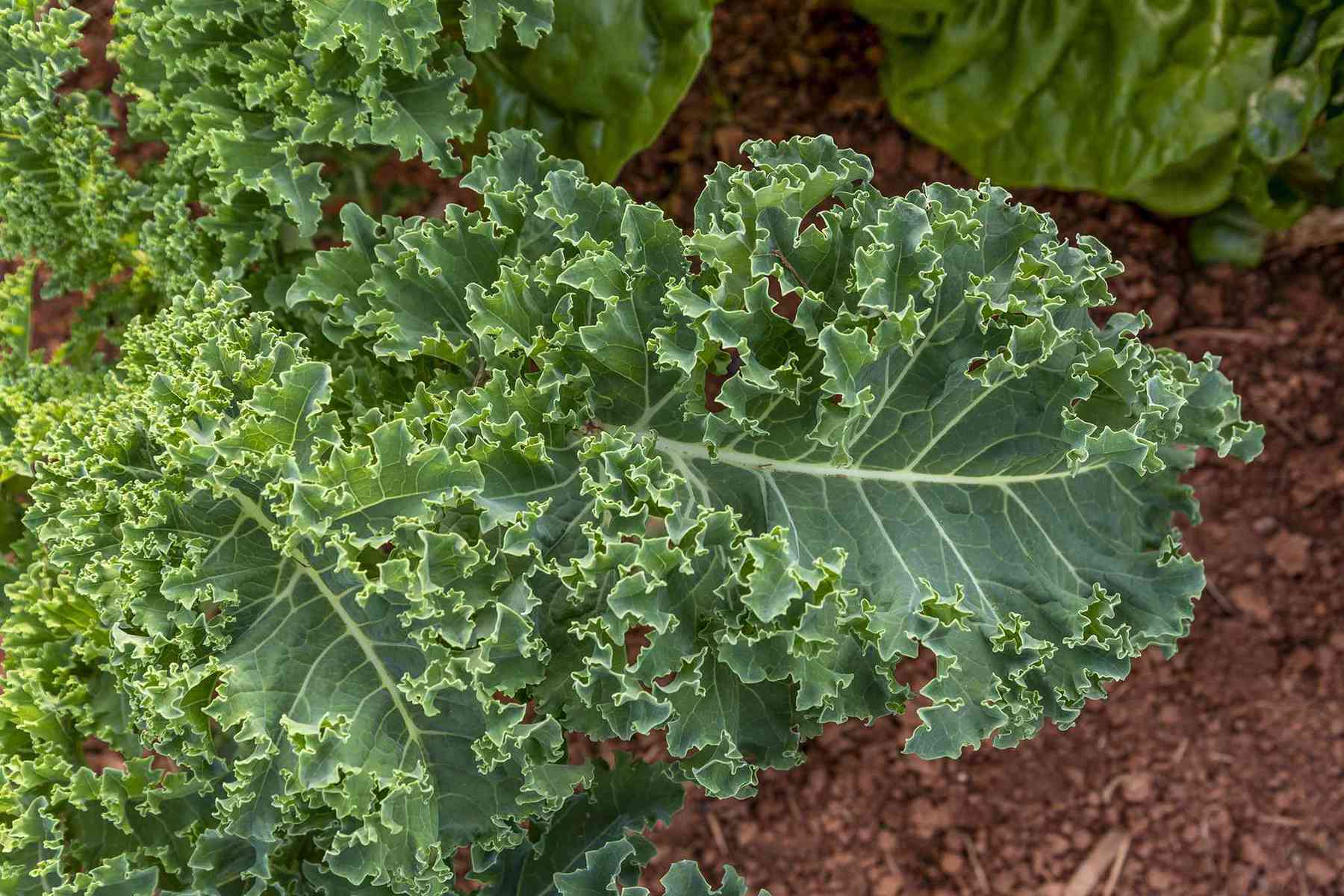 Trồng cải xoăn Kale trên sân thượng – Loại rau xu hướng của chị em nội trợ